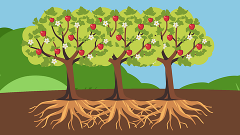 Why are plants important? – KS2 Science curriculum - BBC Bitesize