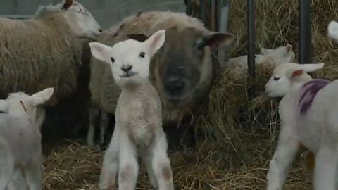 BBC Two - This Farming Life, Series 7