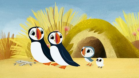 Puffin Rock - CBeebies - BBC
