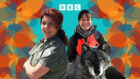BBC Audio | The Conversation | Women tracking wolves
