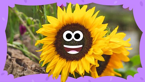 CBeebies - I Can Grow It - Episode guide
