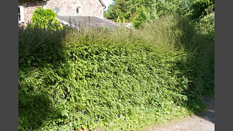 BBC Radio 4 Extra - A Guide to Garden Wildlife, 3. Hedges