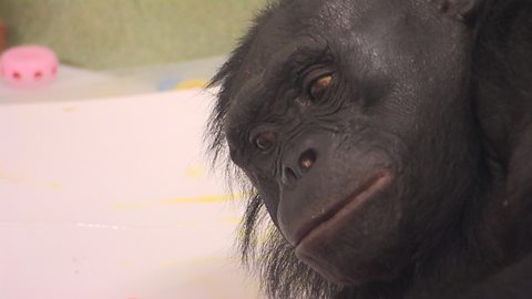 BBC One - Super Smart Animals - Kanzi