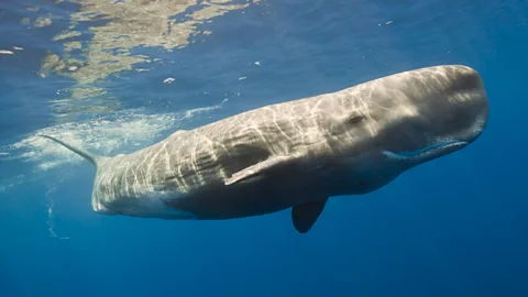 Recreating the sweet smell of whale poo
