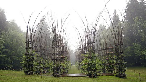 A tree cathedral grows in Italy