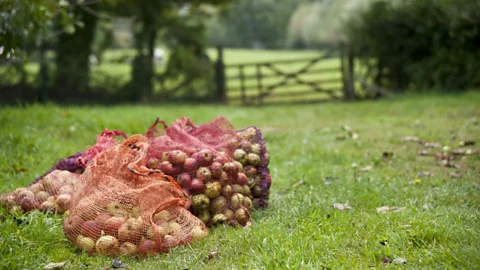 Wassailing the old English apple tree