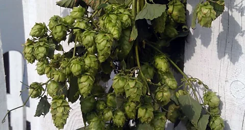 A beer trail is brewing in New York’s Finger Lakes