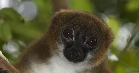 Five fabulous things to do in Madagascar