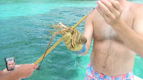 Lobster diving in the Abacos