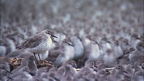 Science KS1 / KS2: Wildlife in our gardens - BBC Teach