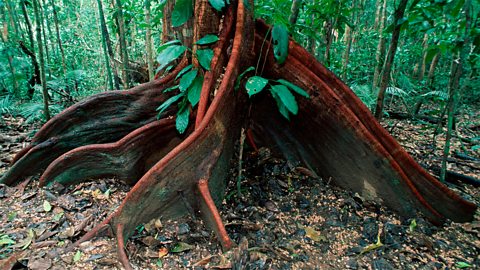 Equatorial ecosystem - Natural regions - National 5 Geography Revision ...