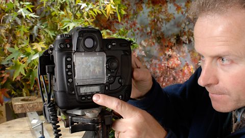 BBC One - The Great British Year, Original Series - Tim Shepherd