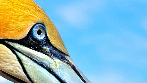 All-things Animals on iPlayer - CBBC - BBC