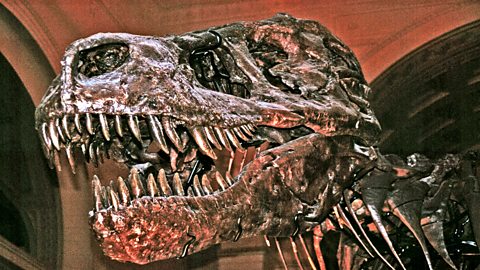 Evolution - BBC News