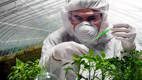 Genetically modified crops - BBC News