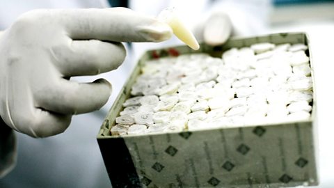 Genetically modified animals - BBC News