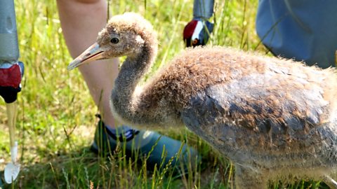 BBC Blogs - The Radio 4 Blog - Tweet of the Day - Recording the Common ...