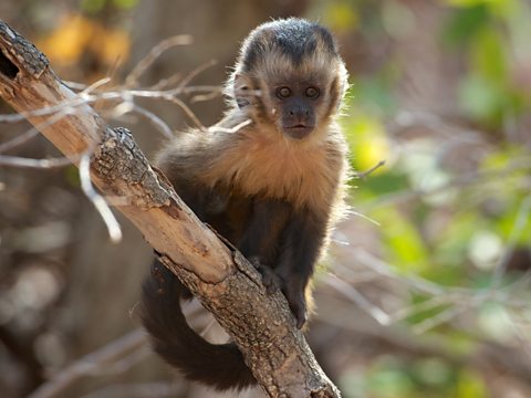 BBC Two - Wild Brazil - Tufted capuchin