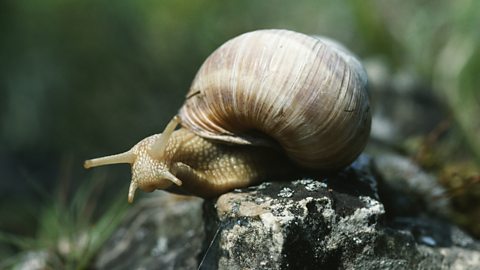 Invertebrate pests - Crop protection - Higher Biology Revision - BBC ...