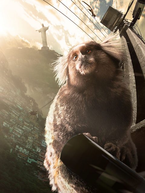 BBC One - Hidden Kingdoms - Common marmoset