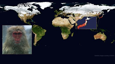 BBC One - Monkey Planet - Japanese macaque