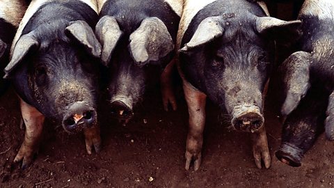 BBC Radio 4 - Farming Today - Eight things we’ve learned from 80 years ...