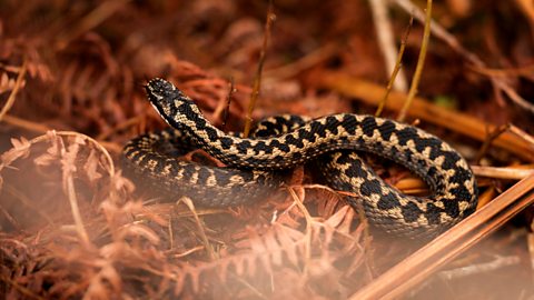 BBC Scotland - BBC Scotland - Pheasant vs adder: the ancient vendetta ...