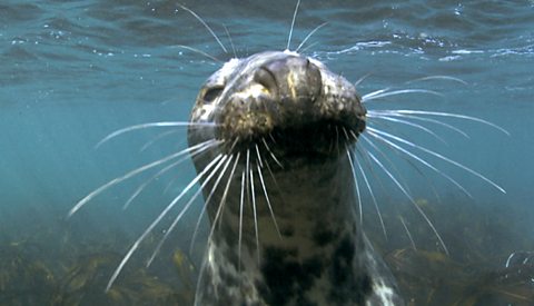 BBC Two - Britain's Secret Seas - British Sea Creatures