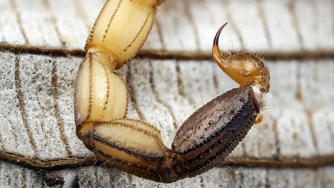 Beating brain tumours with a scorpion sting paint