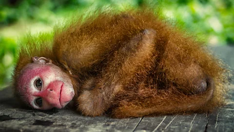 Sleeping on stilts in the Amazon