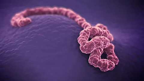 Ebola: The most perfect killing machine in nature?