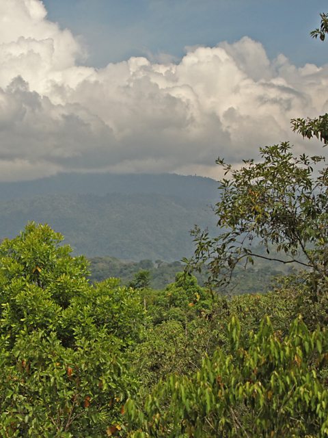 BBC One - Nature's Miracle Orphans, Series 1 - Costa Rica