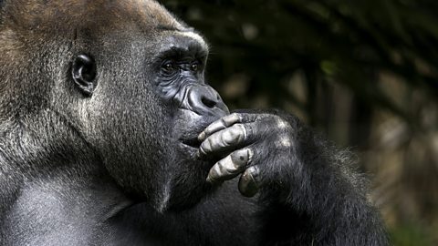 BBC Four - The Wonder of Animals - Wonder facts: Great apes