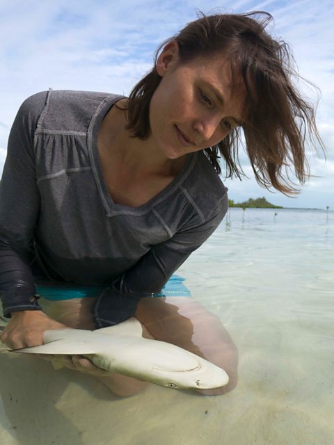 BBC Two - Super Senses: The Secret Power of Animals - Helen Czerski