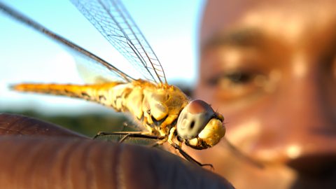 BBC Two - Super Senses: The Secret Power of Animals - Sight