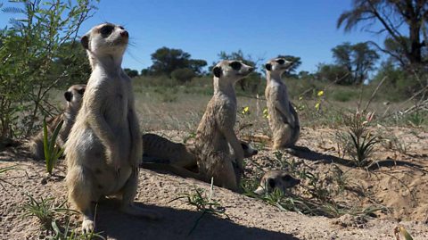 BBC Two - Super Senses: The Secret Power of Animals - Scent