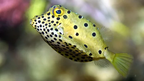 The car designer who turned a sailfish into a supercar