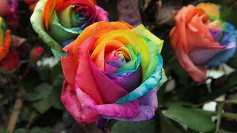 The women with superhuman vision