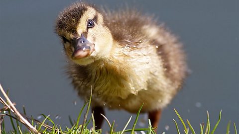 BBC Blogs - Wales - Water bird chicks gallery