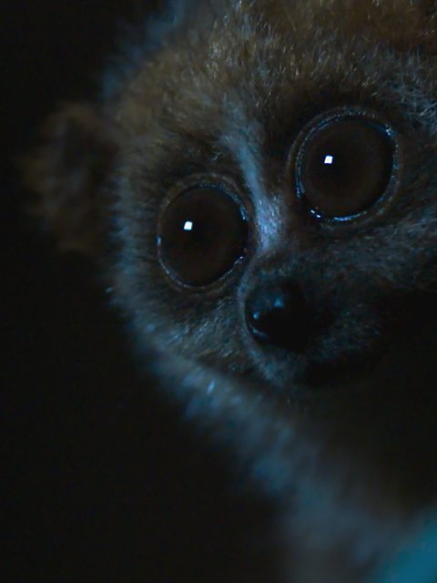 BBC One - Super Cute Animals - Slow loris