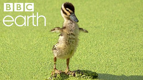 BBC One - Super Cute Animals