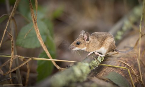 Mice - BBC News