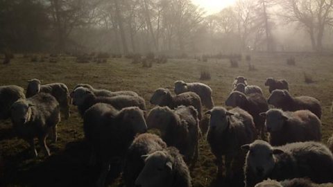 BBC Radio 4 - The Shepherd's Life by James Rebanks - James Rebanks: One ...