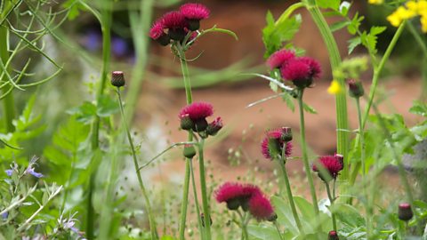 BBC Two - RHS Chelsea Flower Show - Sentebale - Hope in Vulnerability