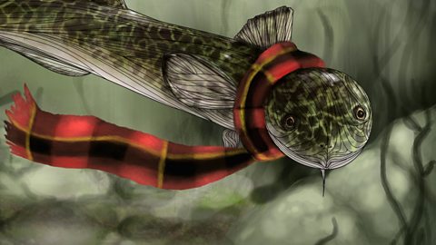 BBC Radio 4 - Natural Histories, Burbot - 10 fishy facts about burbots