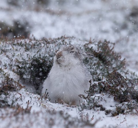 BBC Arts - Get Creative - Second nature: how to take the best wildlife ...