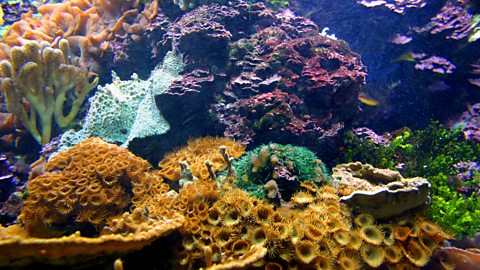 BBC Radio 4 - Natural Histories, Coral - Crystal clear: 10 facts about ...