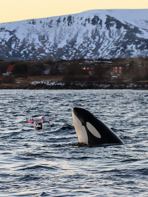 BBC Two - Atlantic: The Wildest Ocean on Earth - In search of orcas