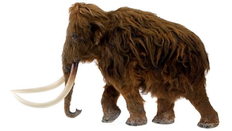 BBC Radio 4 - Natural Histories, Mammoths - 13 mammoth facts about mammoths
