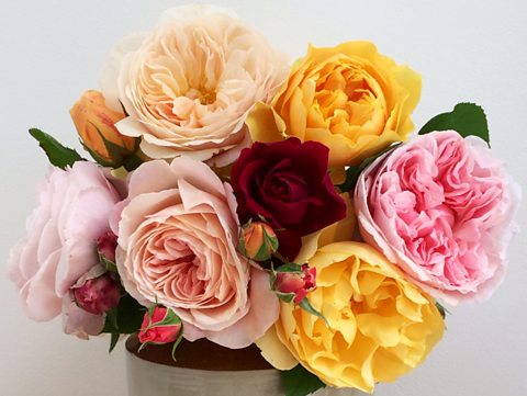 BBC Radio 4 - Natural Histories, Daffodils - Do you speak flower?